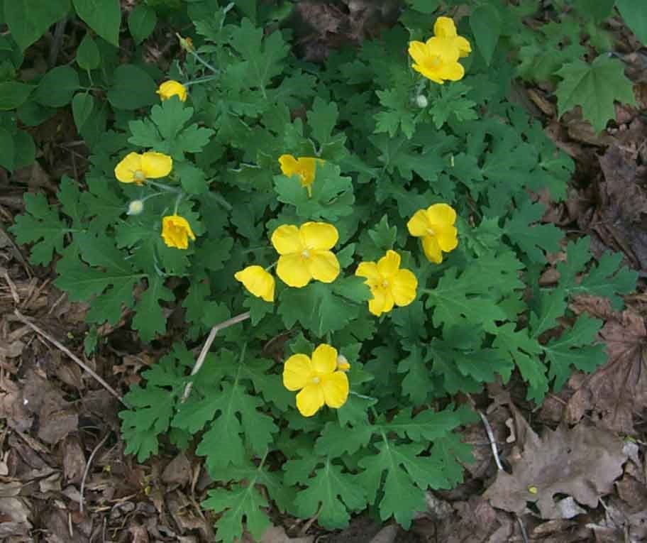 Native Woodland Plants