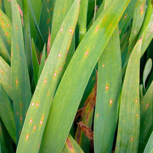 Iris leaf Spot